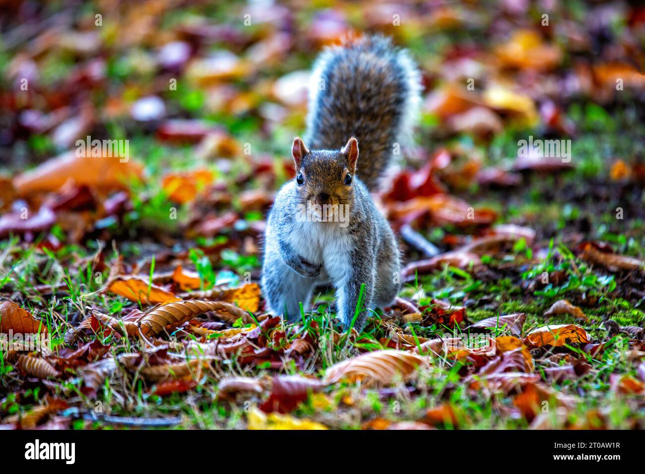 A grey squirrel, Sciurus carolinensis, spotted in the National Botanic ...