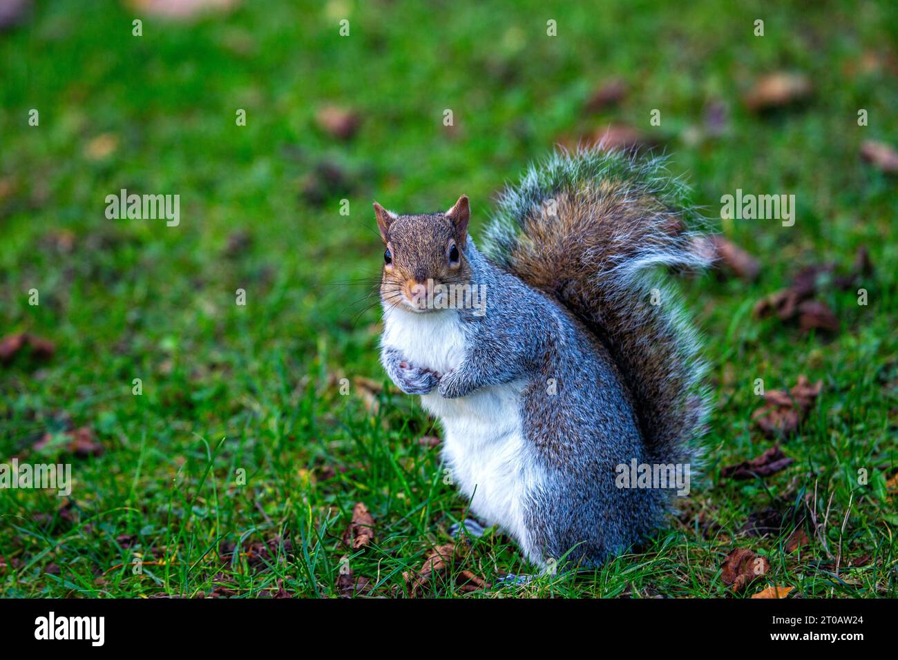 A grey squirrel, Sciurus carolinensis, spotted in the National Botanic ...