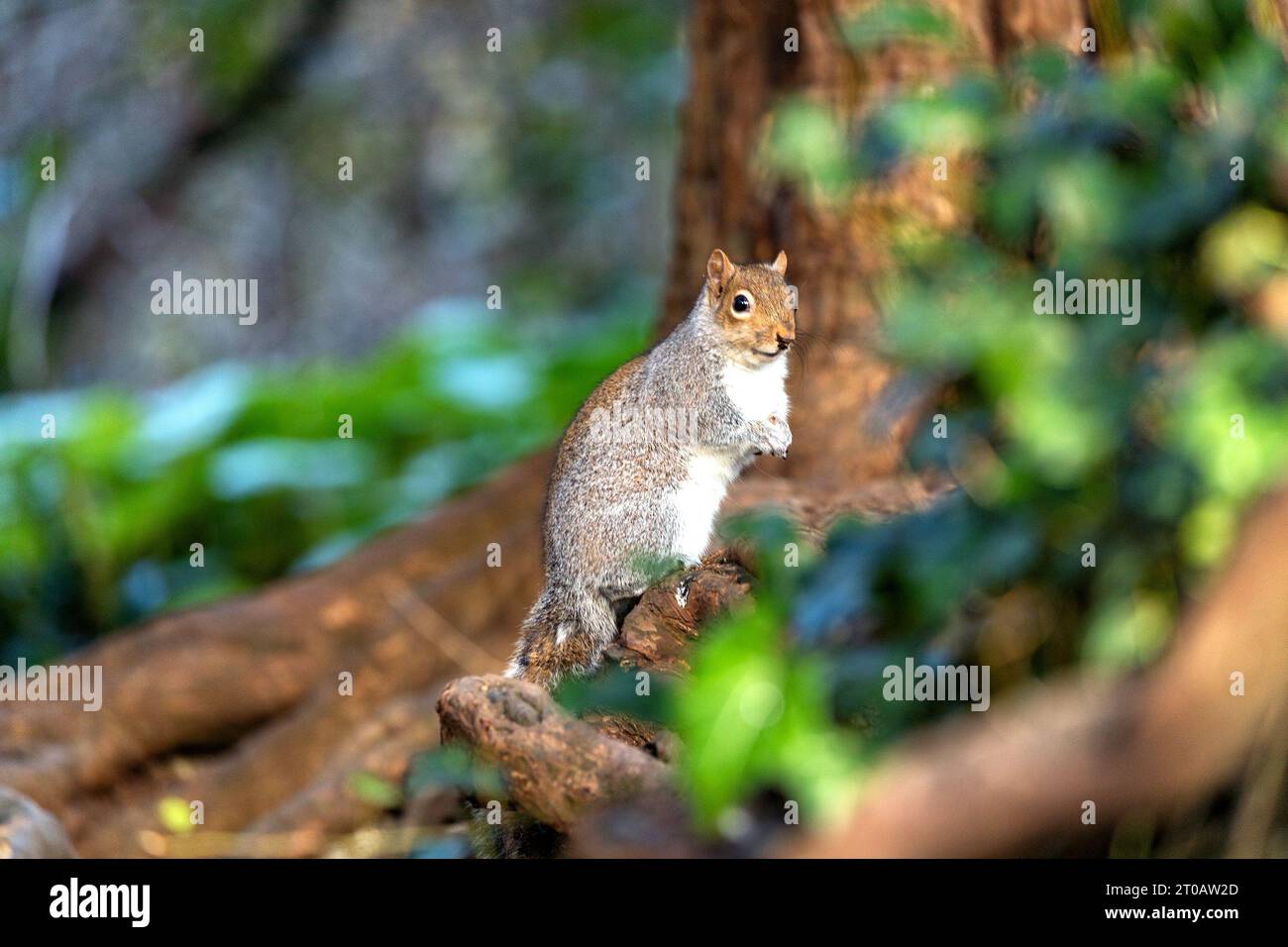 A grey squirrel, Sciurus carolinensis, spotted in the National Botanic ...