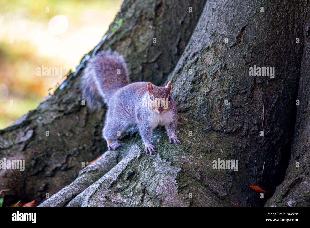 A grey squirrel, Sciurus carolinensis, spotted in the National Botanic ...