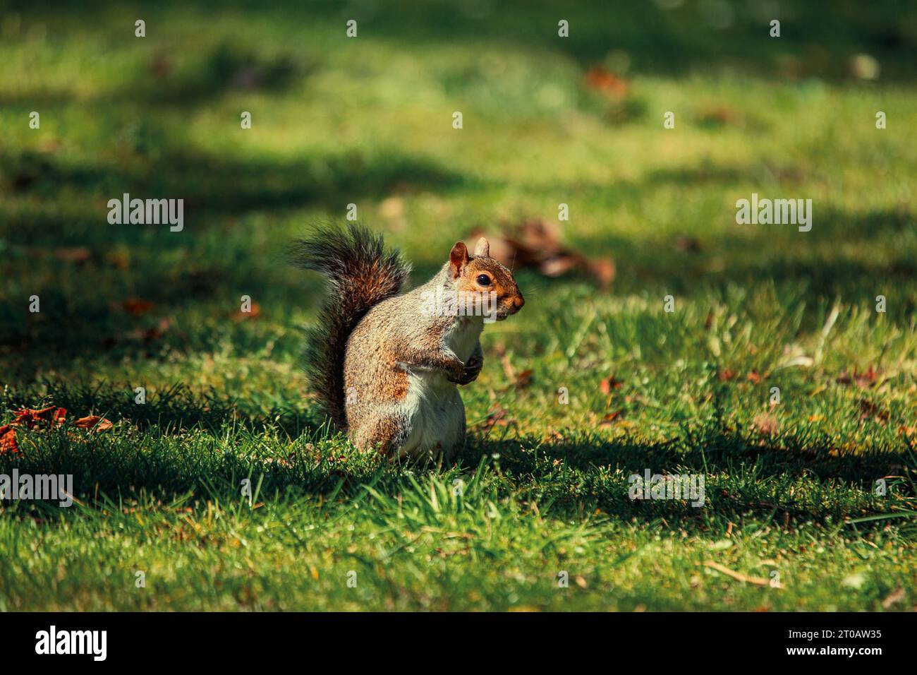 A grey squirrel, Sciurus carolinensis, spotted in the National Botanic ...