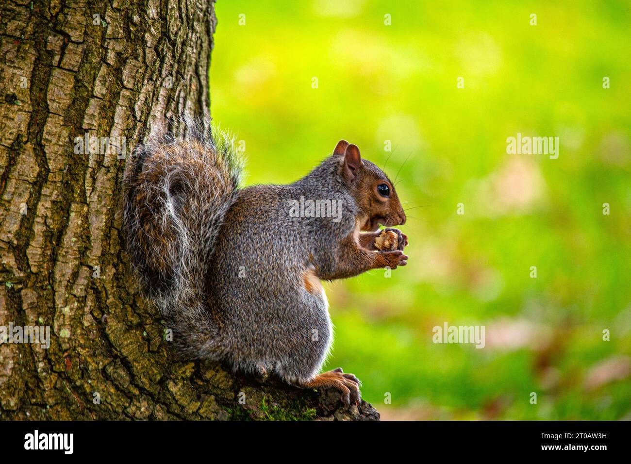 A grey squirrel, Sciurus carolinensis, spotted in the National Botanic ...