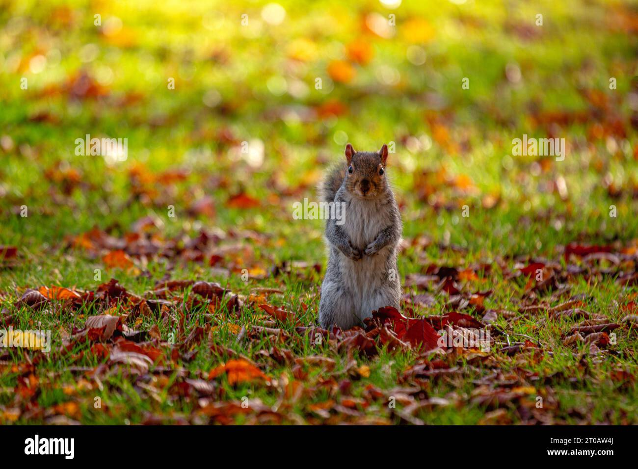 A grey squirrel, Sciurus carolinensis, spotted in the National Botanic ...