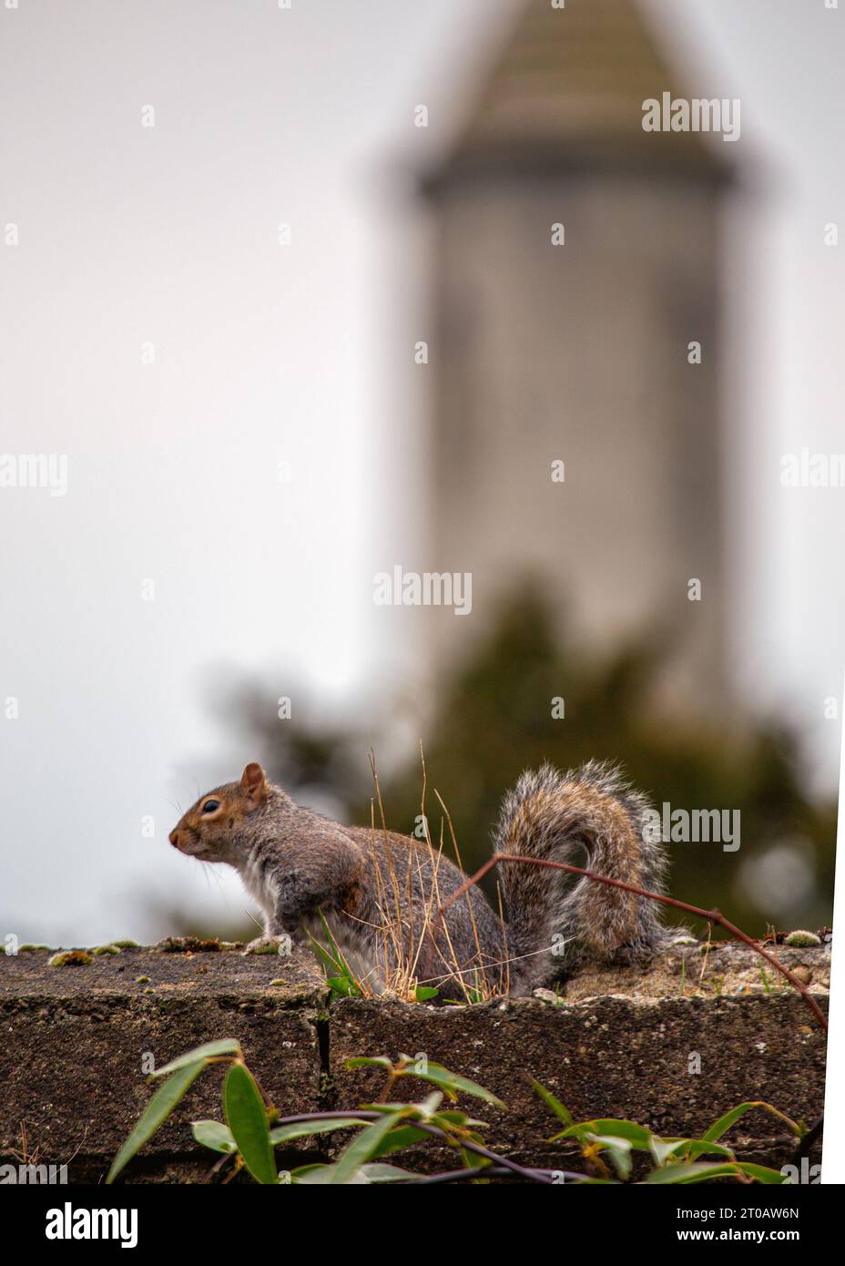 A grey squirrel, Sciurus carolinensis, spotted in the National Botanic ...
