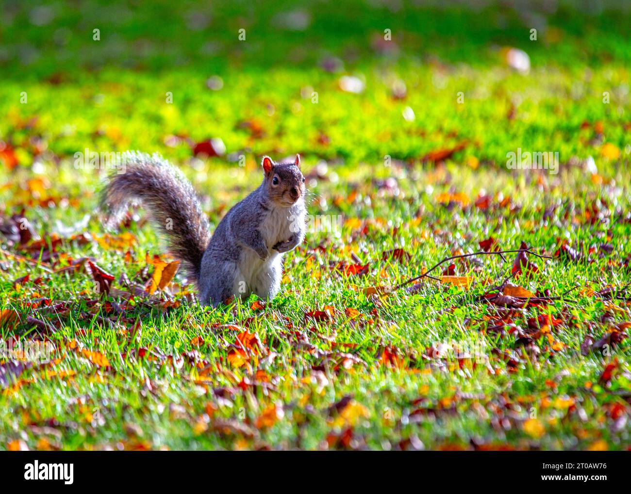 A grey squirrel, Sciurus carolinensis, spotted in the National Botanic ...