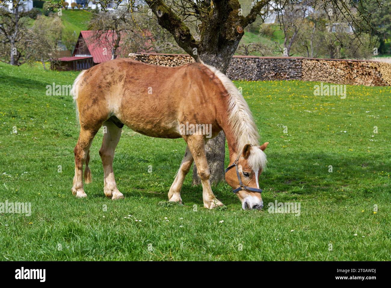 Haflinger horse eating in a meadow at the edge of a village Stock Photo ...