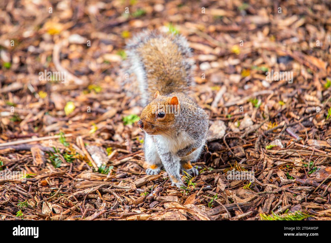 A grey squirrel, Sciurus carolinensis, spotted in the National Botanic ...
