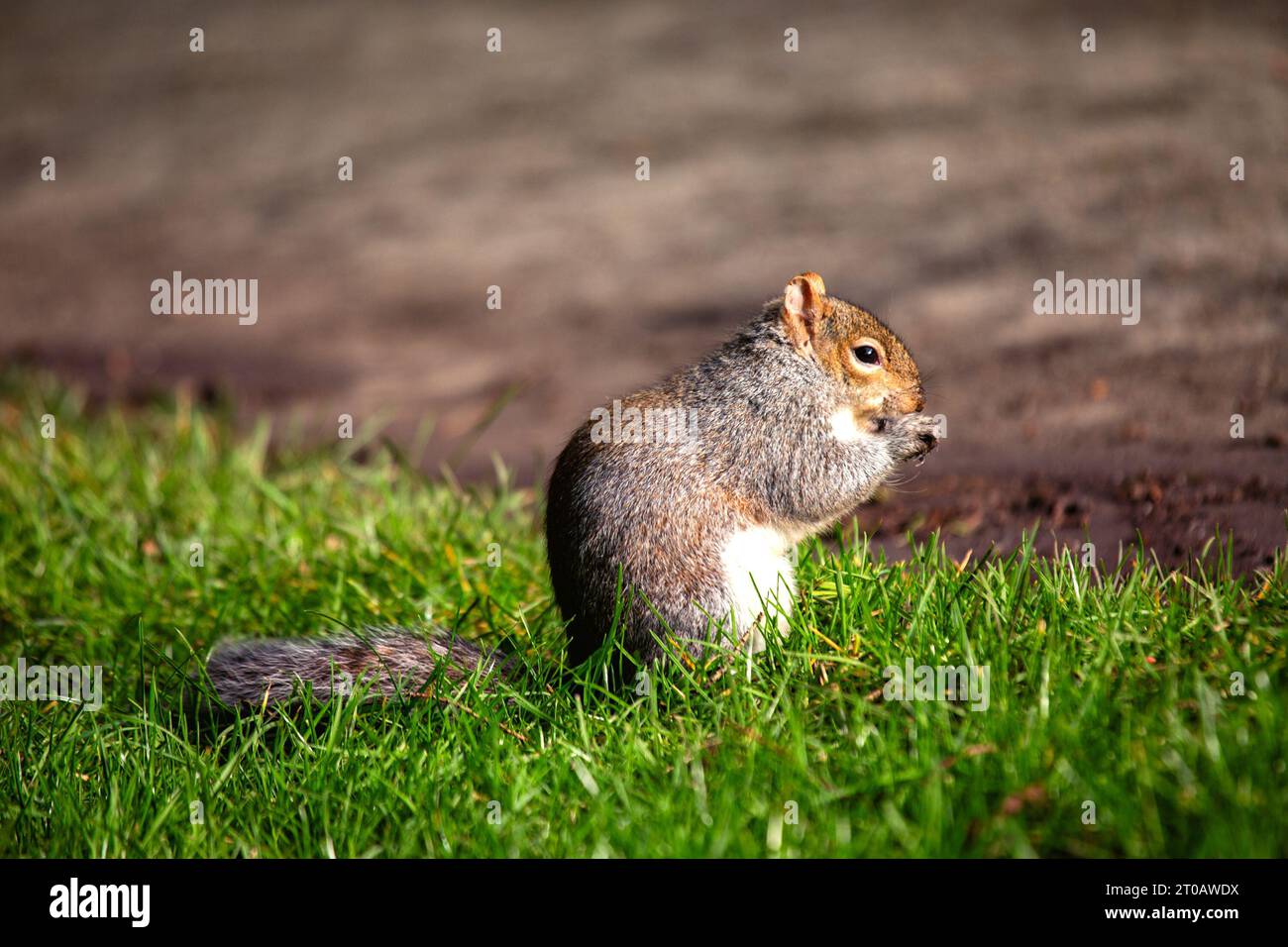 A grey squirrel, Sciurus carolinensis, spotted in the National Botanic ...