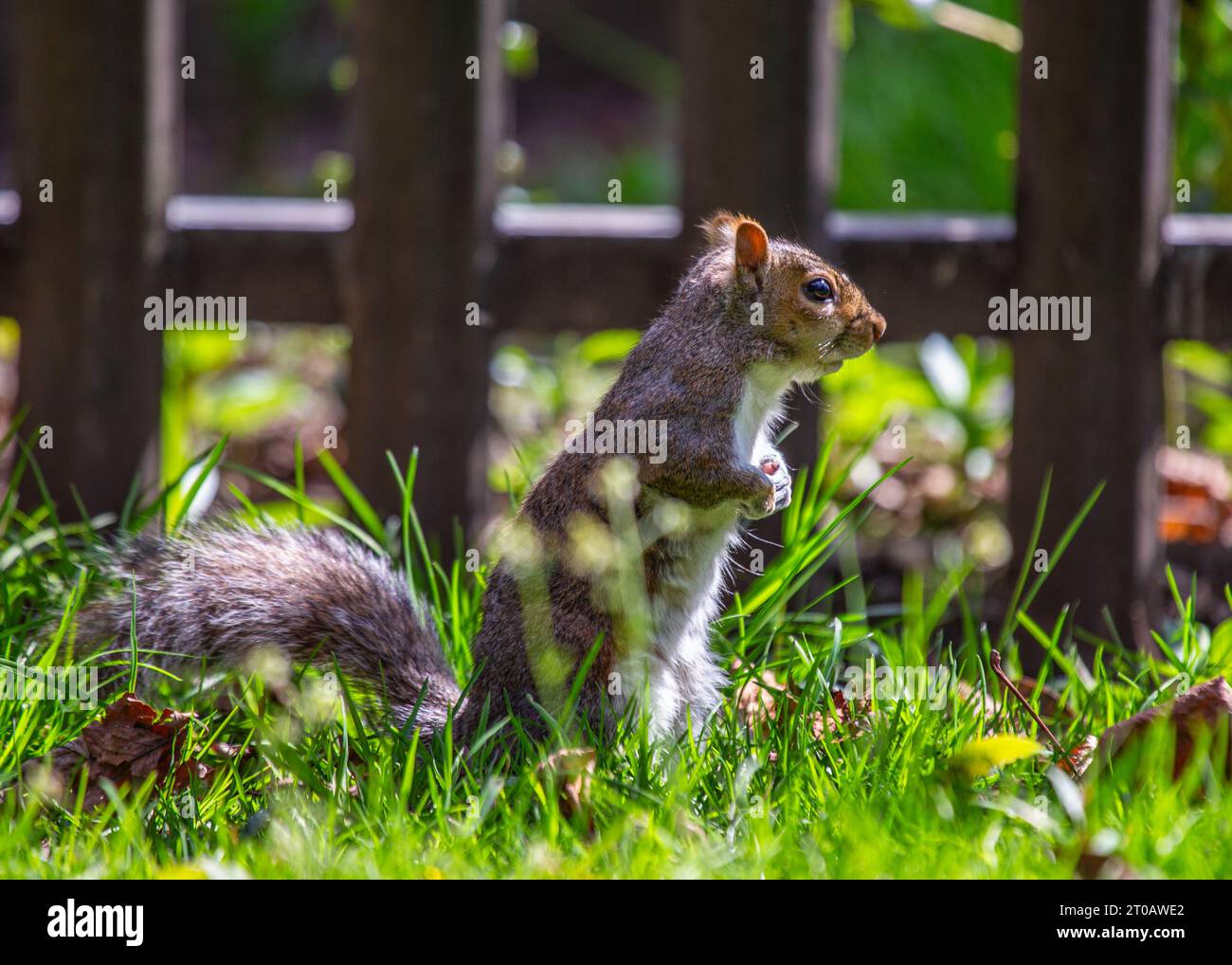 A grey squirrel, Sciurus carolinensis, spotted in the National Botanic ...