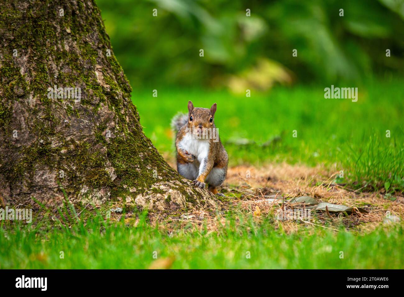 A grey squirrel, Sciurus carolinensis, spotted in the National Botanic ...