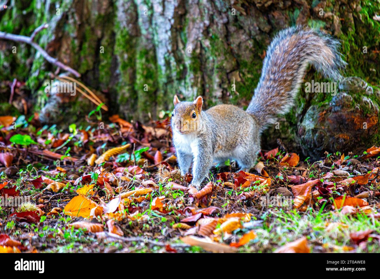 A grey squirrel, Sciurus carolinensis, spotted in the National Botanic ...