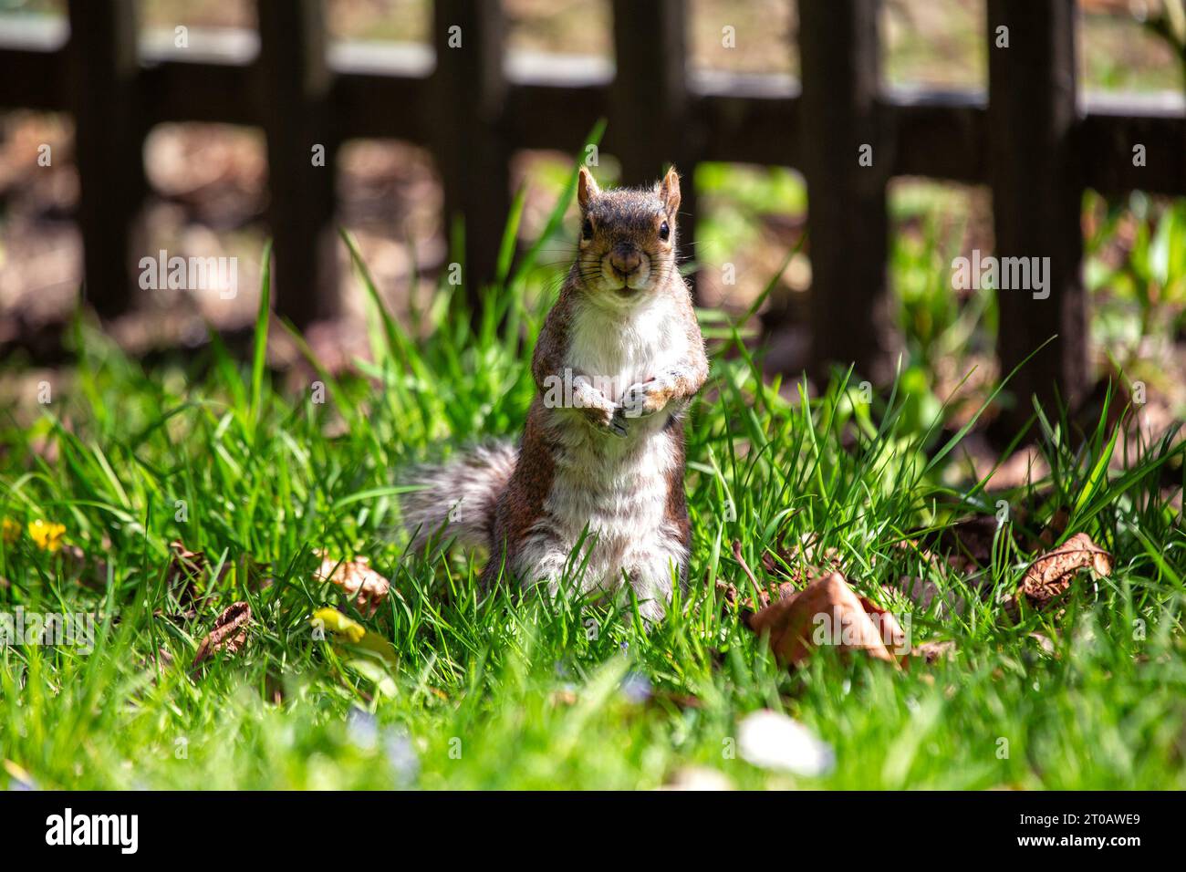 A grey squirrel, Sciurus carolinensis, spotted in the National Botanic ...