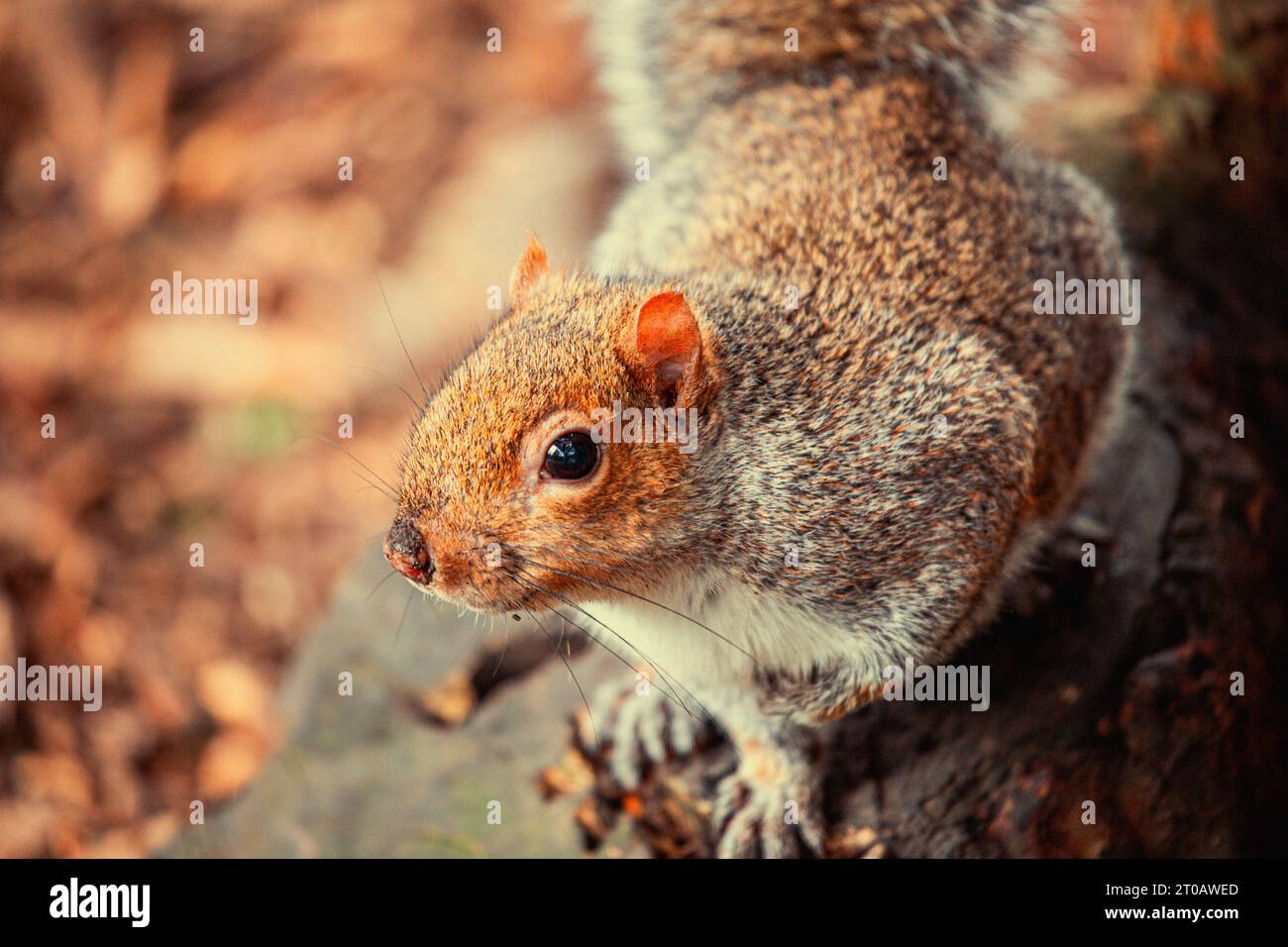 A grey squirrel, Sciurus carolinensis, spotted in the National Botanic ...