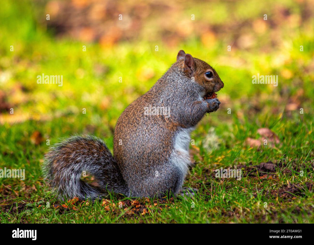 A grey squirrel, Sciurus carolinensis, spotted in the National Botanic ...