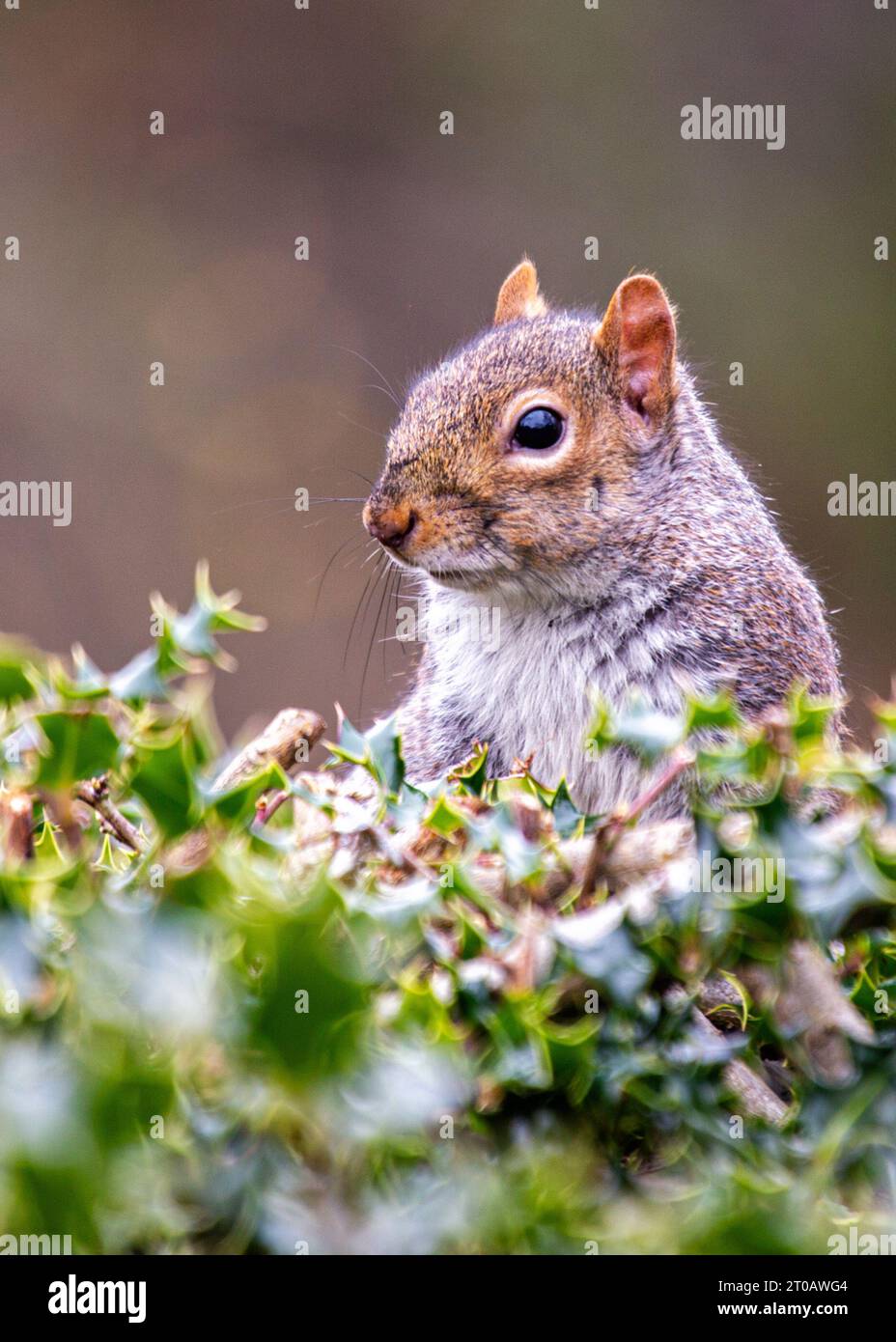 A grey squirrel, Sciurus carolinensis, spotted in the National Botanic ...