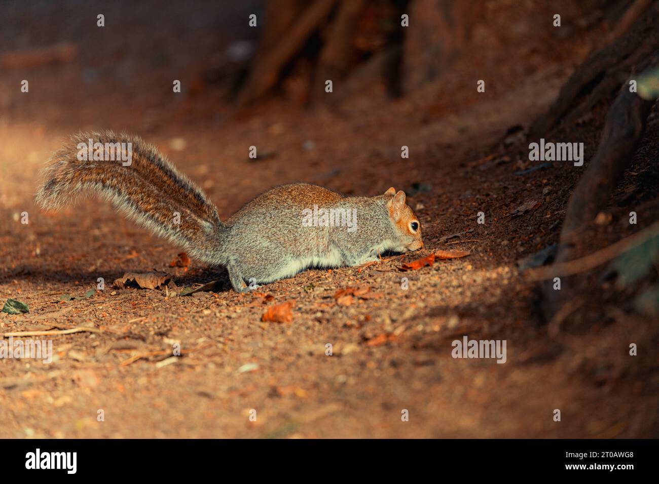 A grey squirrel, Sciurus carolinensis, spotted in the National Botanic ...