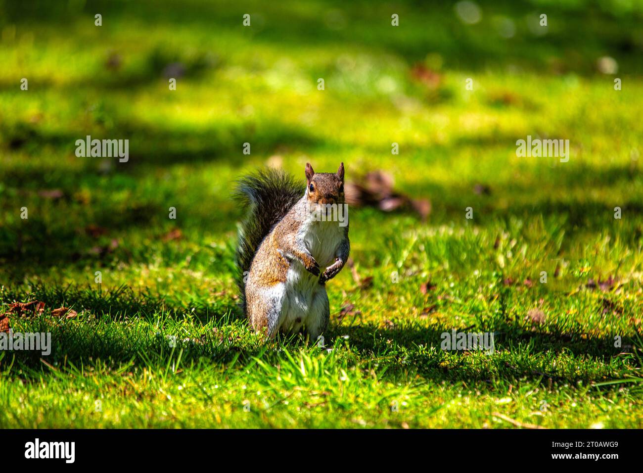 A grey squirrel, Sciurus carolinensis, spotted in the National Botanic ...