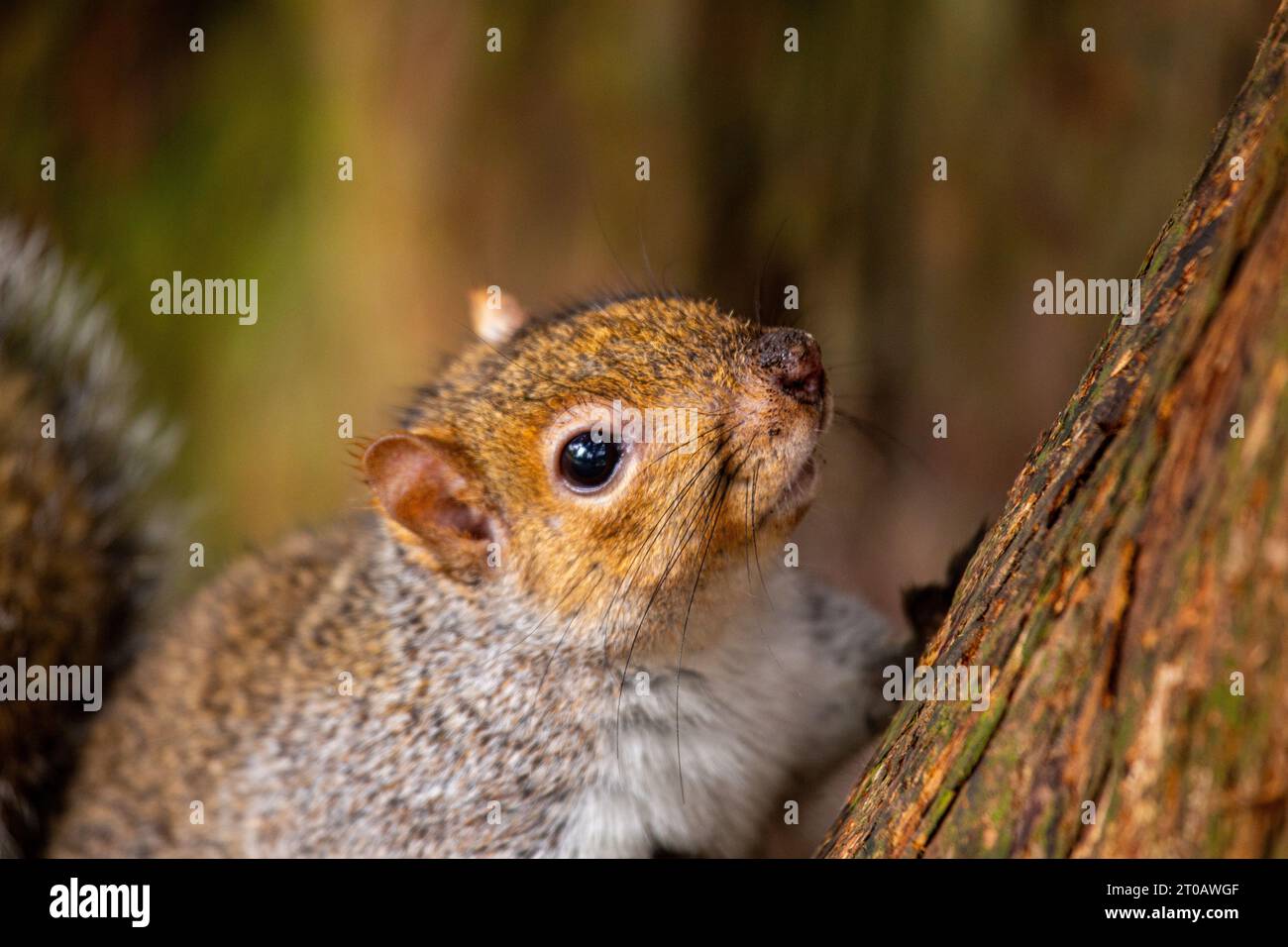 A grey squirrel, Sciurus carolinensis, spotted in the National Botanic ...