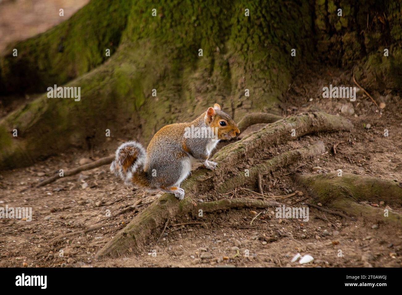 A grey squirrel, Sciurus carolinensis, spotted in the National Botanic ...