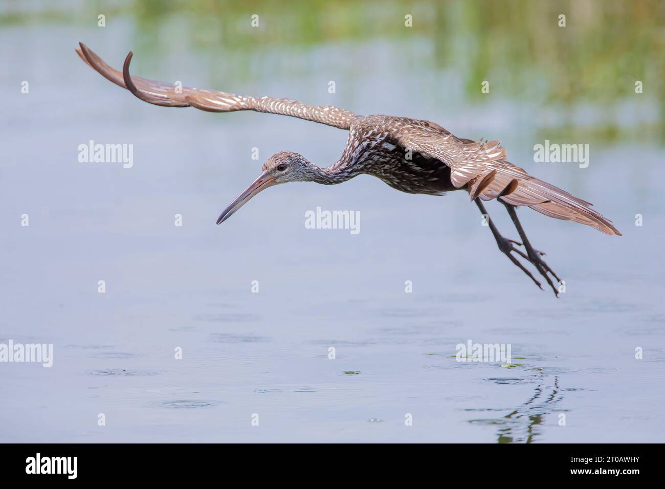 Limpkin (Aramus guarauna) flying, Lake Marian, Florida, USA Stock Photo ...