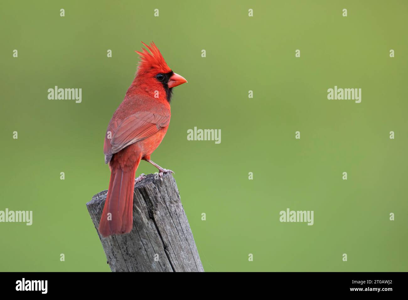 Northern Cardinal (Cardinalis cardinalis) male perched, Florida, USA ...