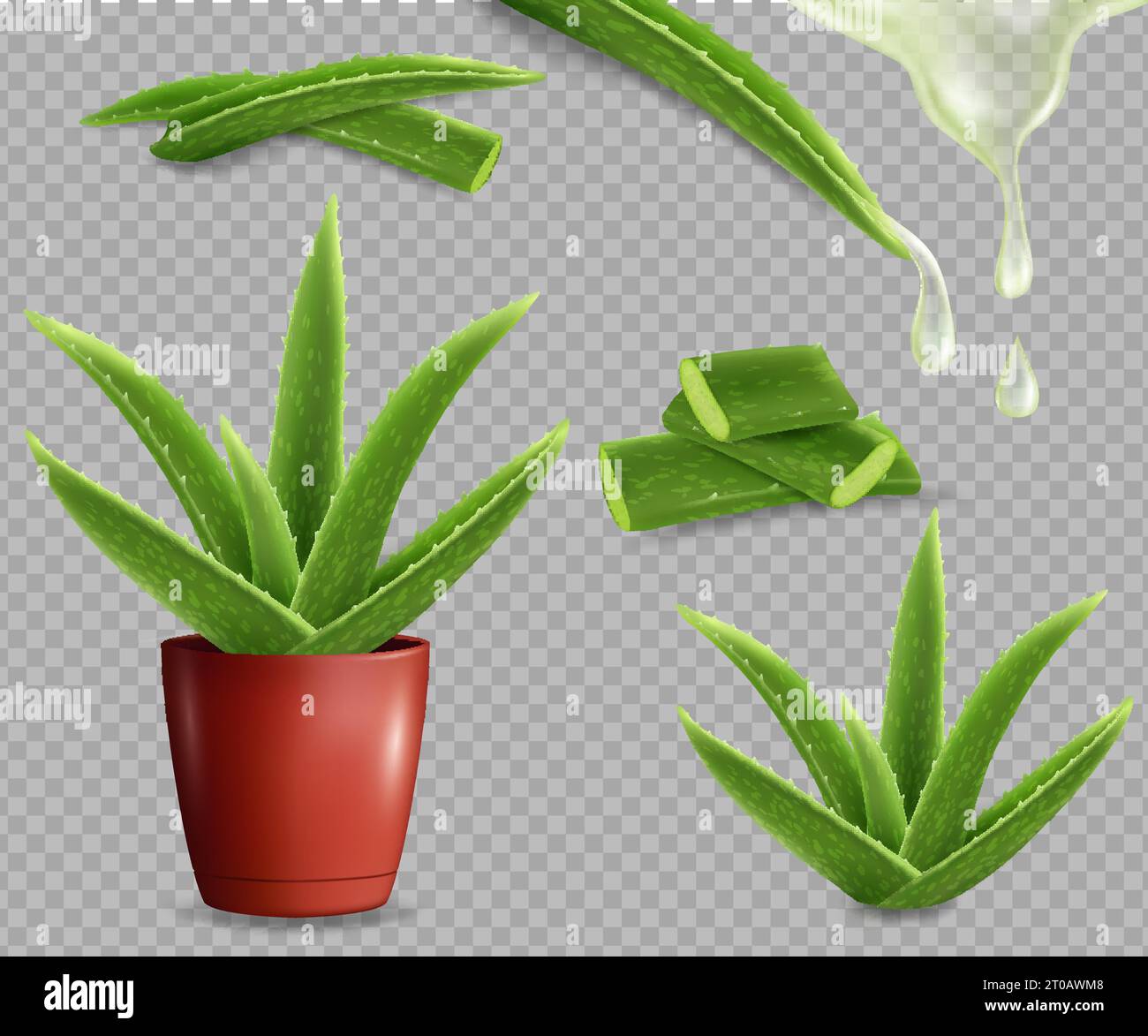 Agave plant icon Stock Vector Images - Alamy