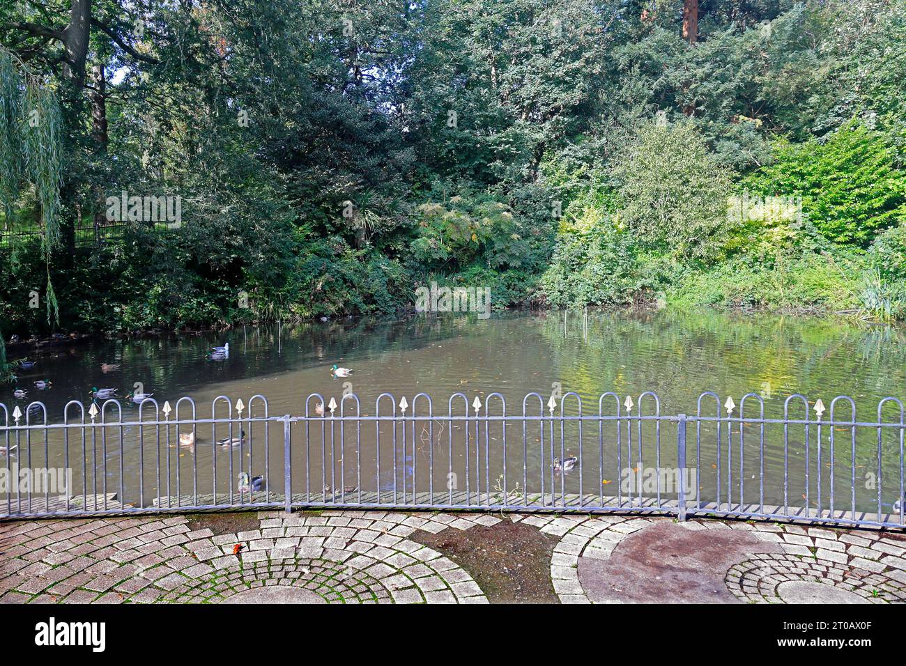 The duck pond, Thompson's Park, Cardiff. Taken October 2023 Stock Photo ...