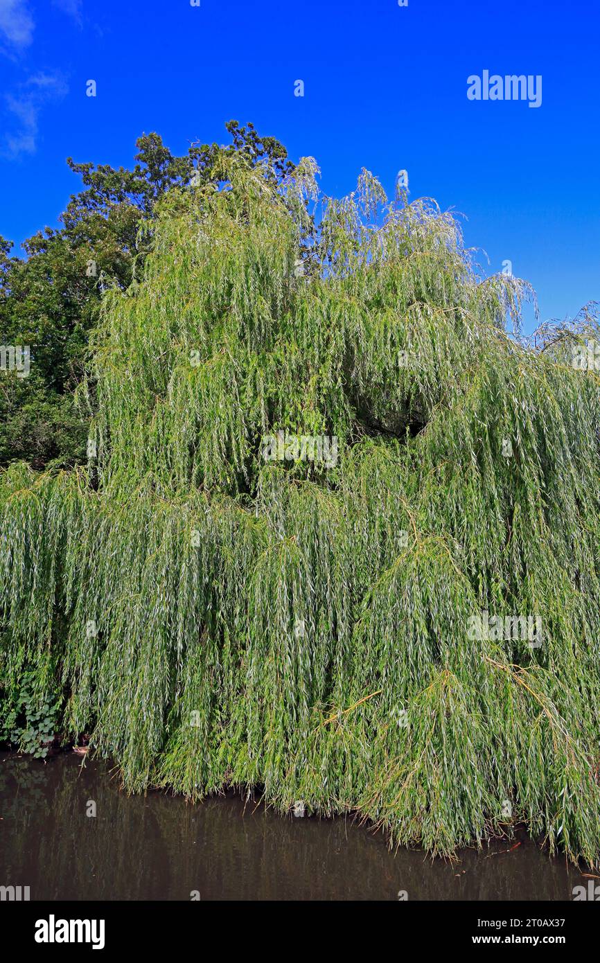 Mature weeping willow tree, Thompson's Park, Cardiff. Taken October ...