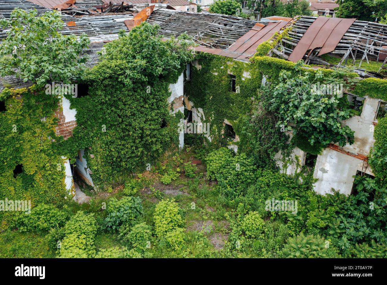 Old ruins of historical building overgrown by vegetation green post ...
