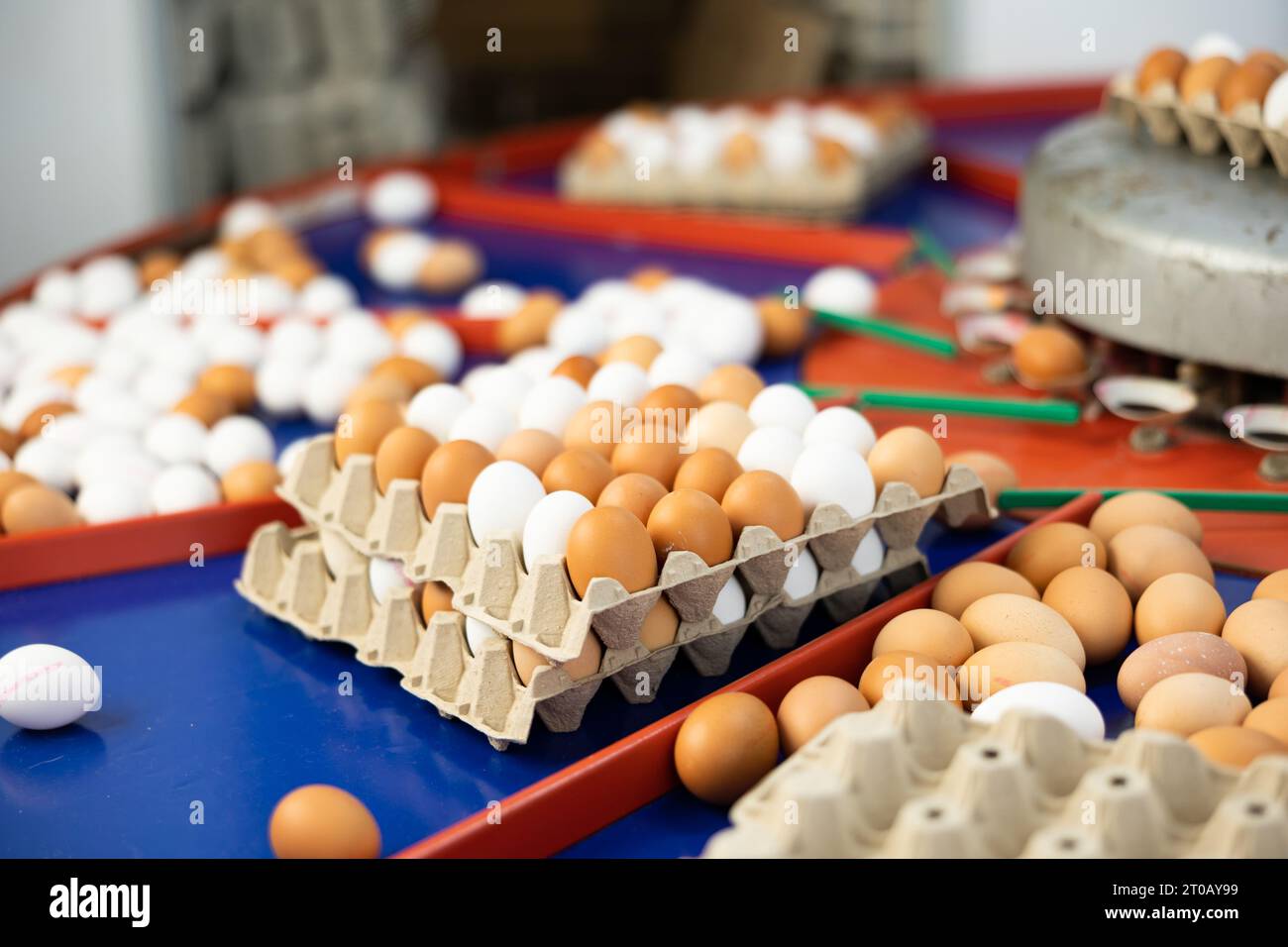 Eggs in modernized sorting shop Stock Photo - Alamy