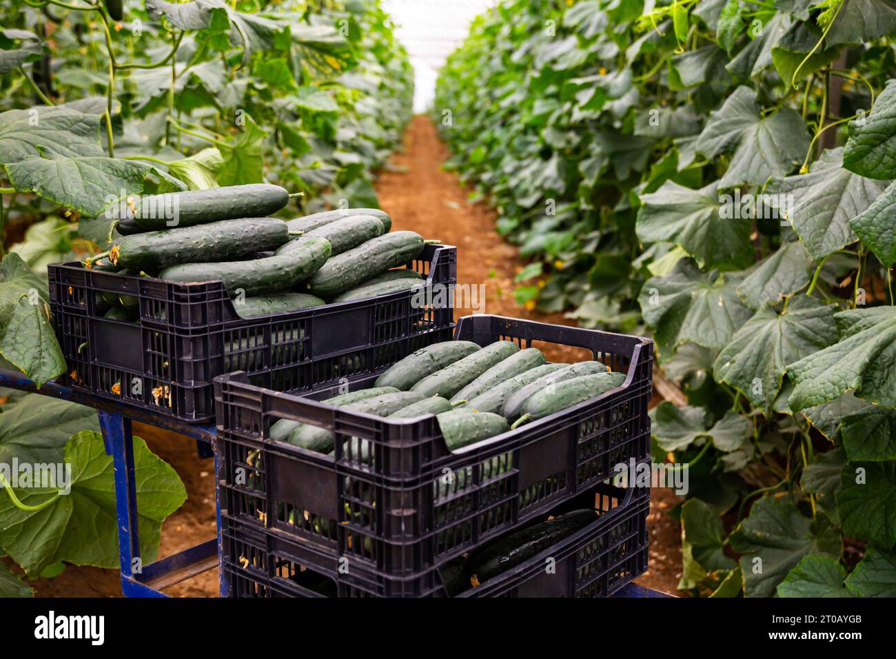 Plastic boxes with ripe cucumbers in greenhouse Stock Photo - Alamy
