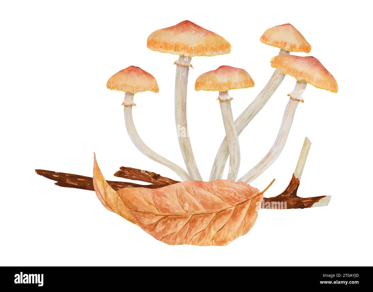 Summer honey fungus, dried leaves, branch. Watercolor hand drawn ...