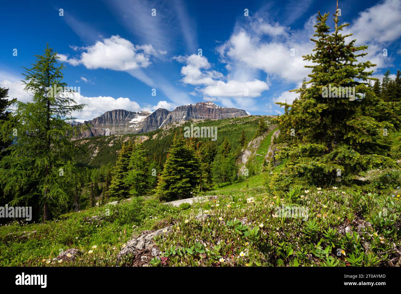 Sunshine Meadows, Banff National Park, Alberta Canada Stock Photo - Alamy
