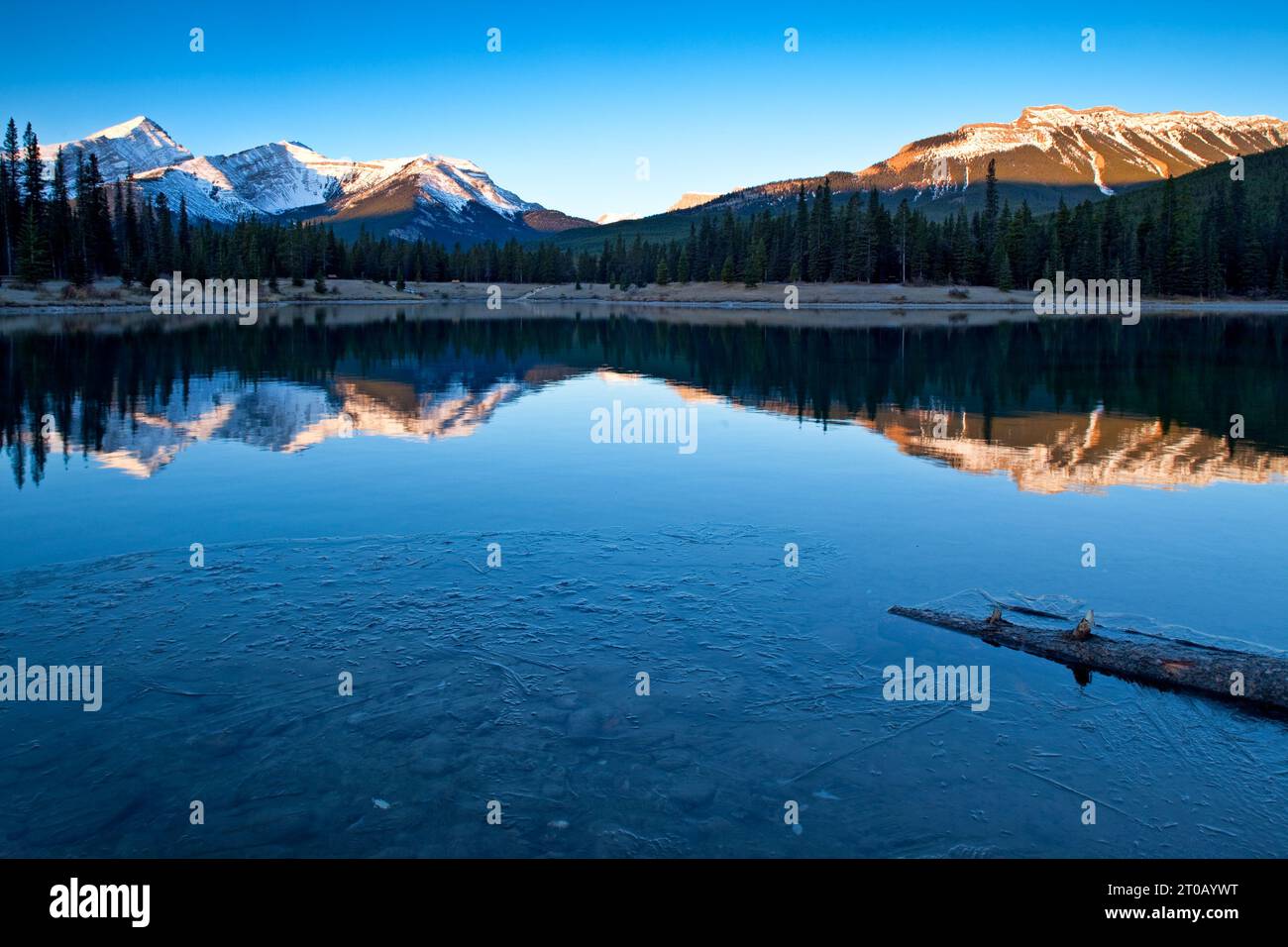 Water forgetmenot hi-res stock photography and images - Alamy