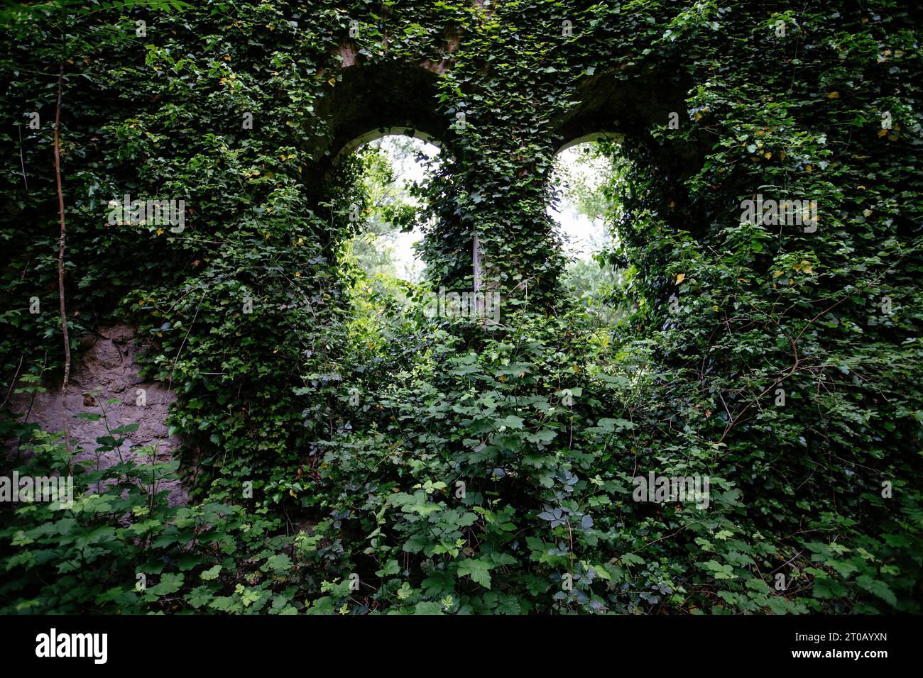 Old ruins of historical building overgrown by vegetation green post ...