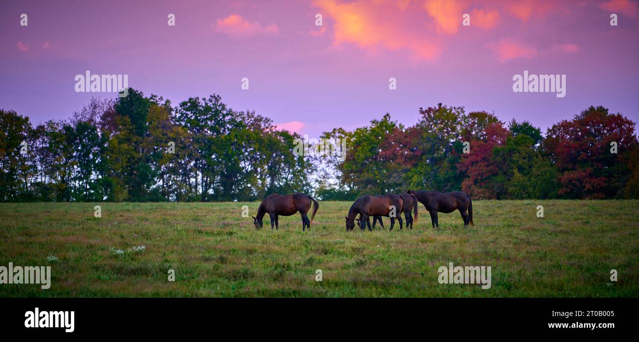 Race horses in a landscape hi-res stock photography and images - Alamy