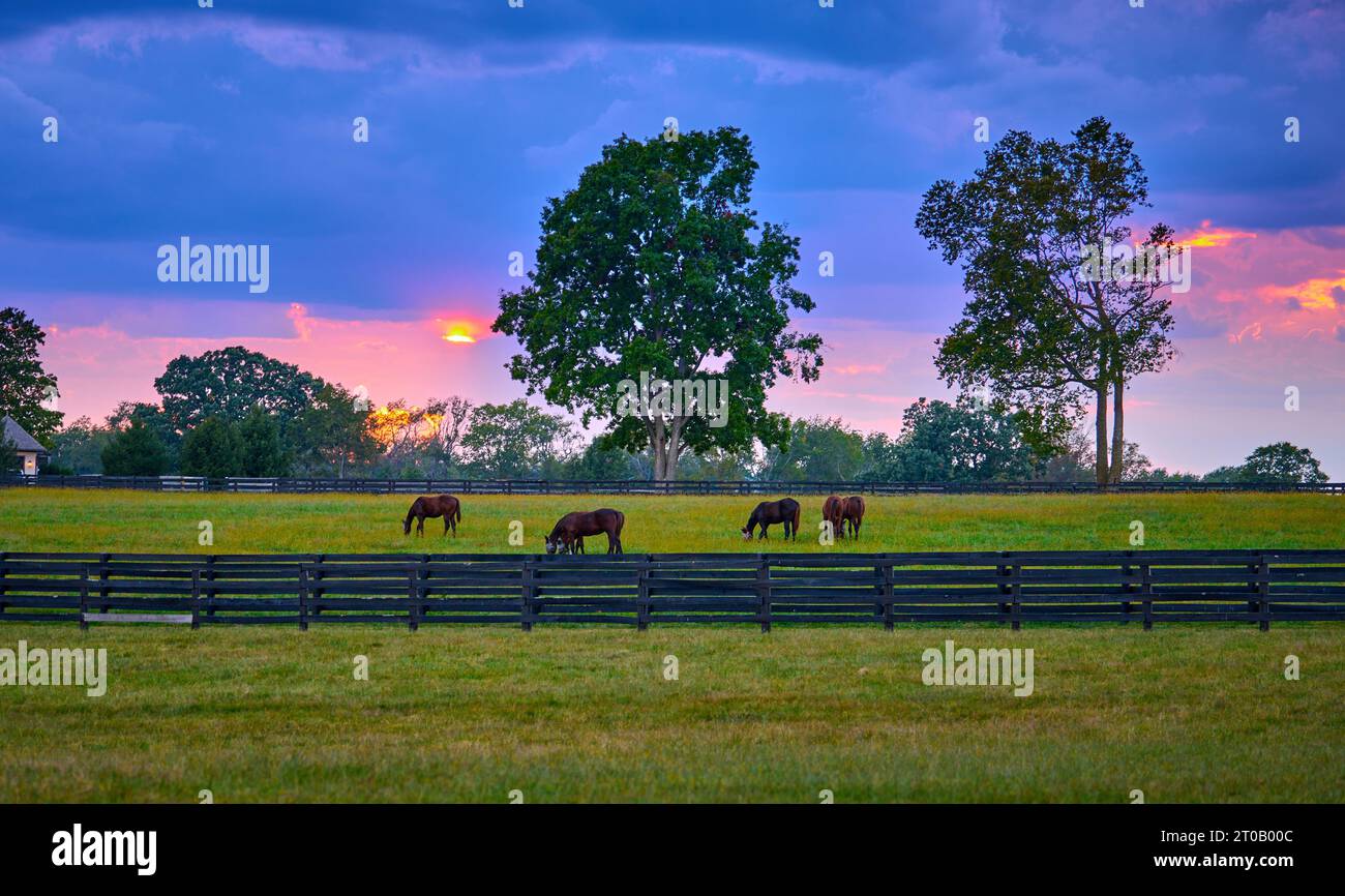 Group beautiful horses grazing hi-res stock photography and images - Alamy