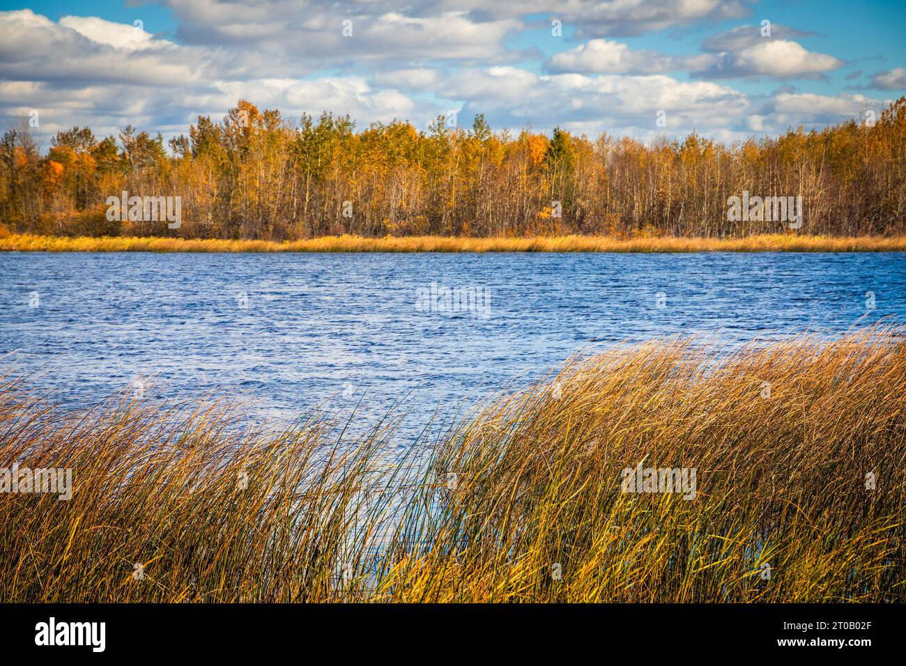 A blue lake with yellow grasses in Central Alberta, Canada Stock Photo ...
