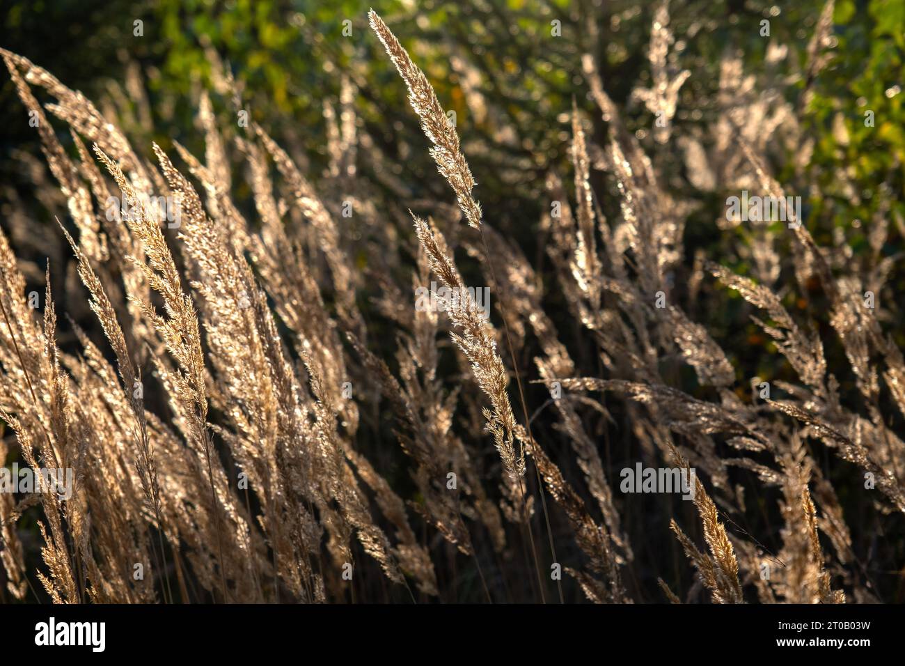 Sunny atumn day hi-res stock photography and images - Alamy