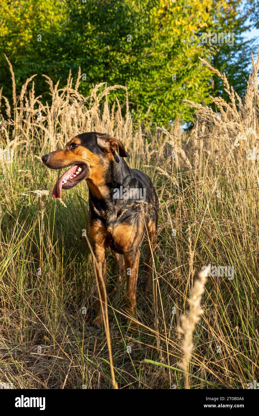 standing dog in tall grass, mix breed in meadow, standing dog in bright ...