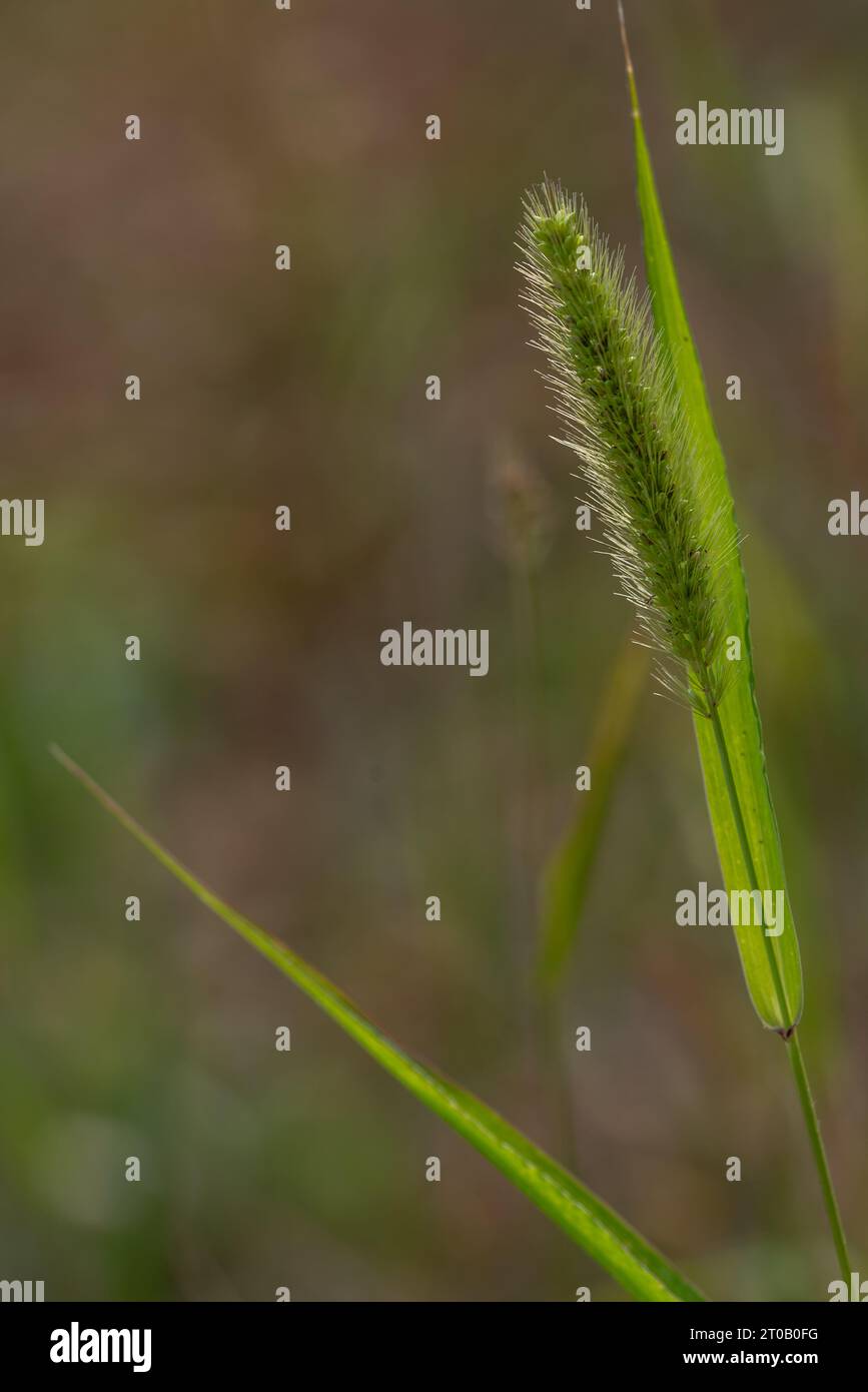 Setaria viridis is a species of grass known by many common names, including green foxtail, green ...