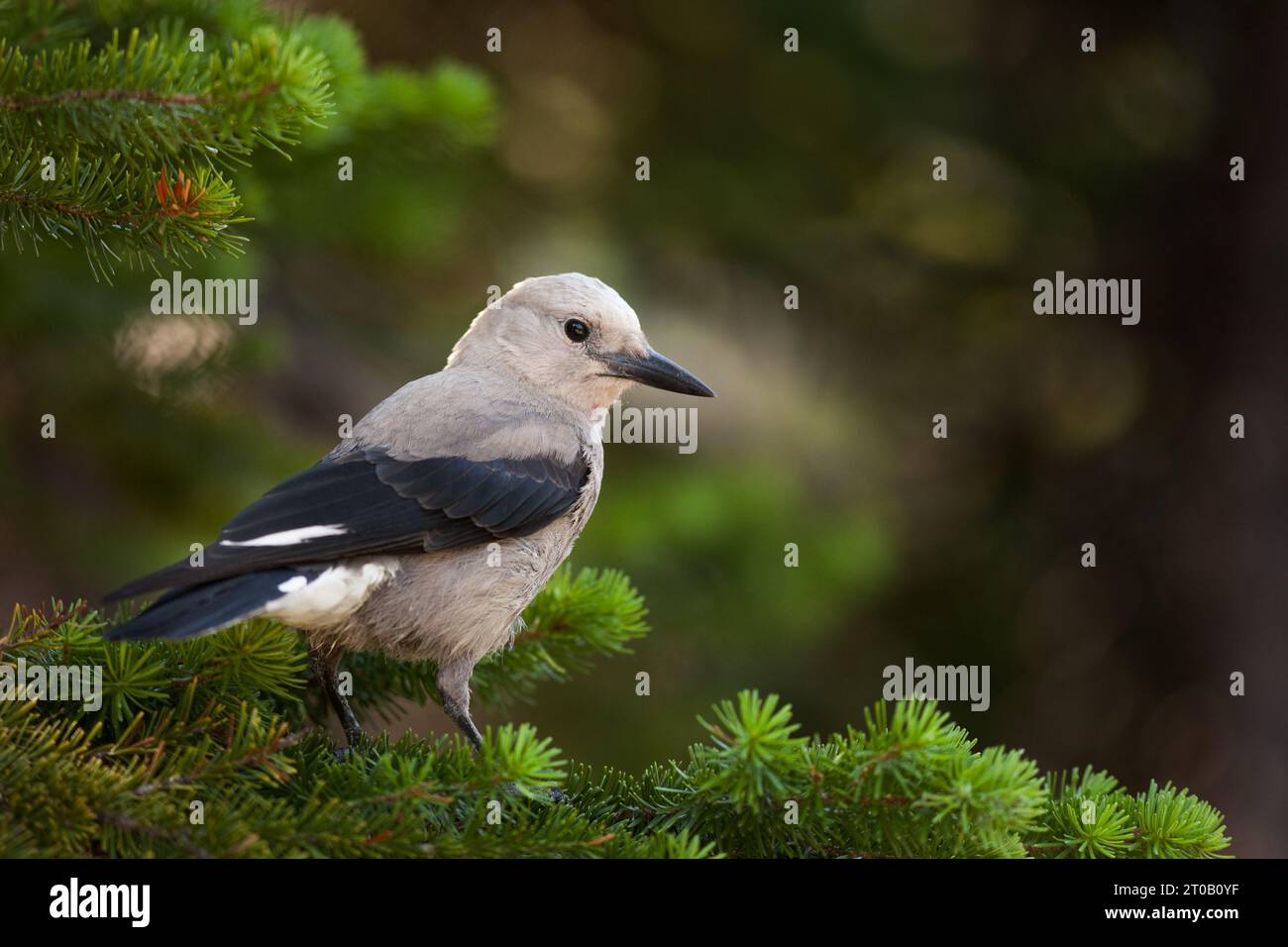 Clark's Nutcracker on a spruce tree in Jasper National Park, Canada ...