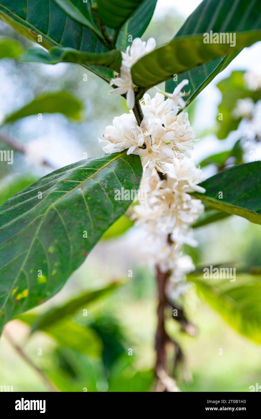 Delicate,pretty,small flower petals,sprouting in bunches from the stems ...