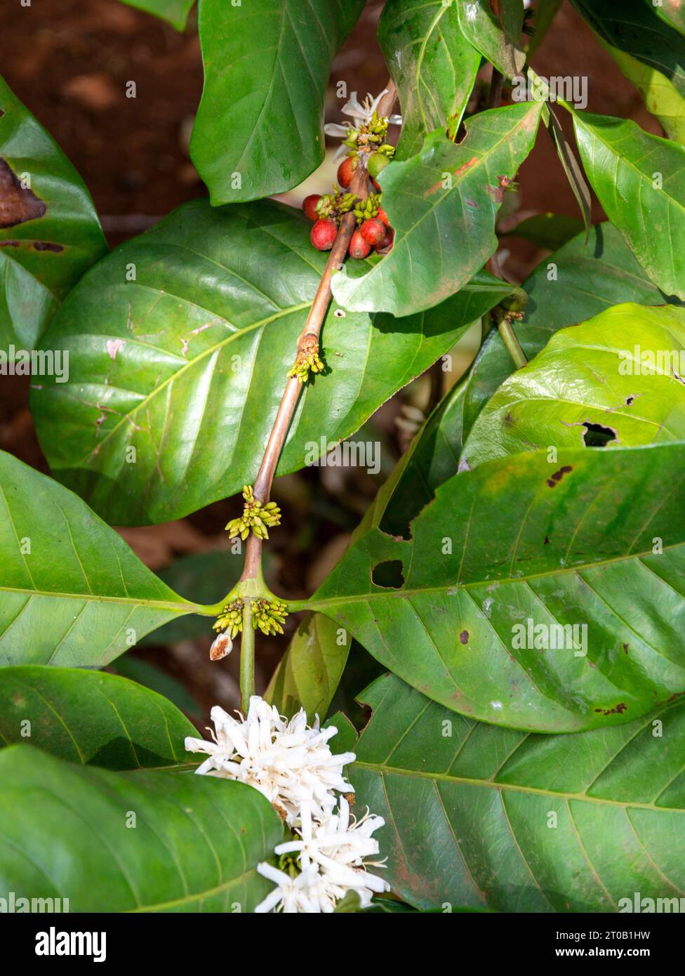 Shining coffee leaves hi-res stock photography and images - Alamy