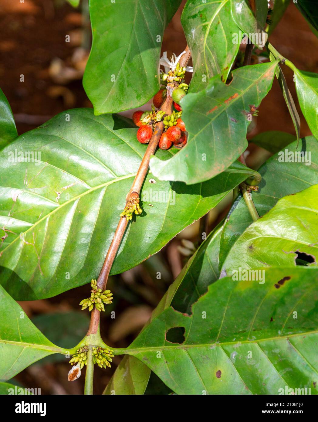 Shining coffee leaves hi-res stock photography and images - Alamy