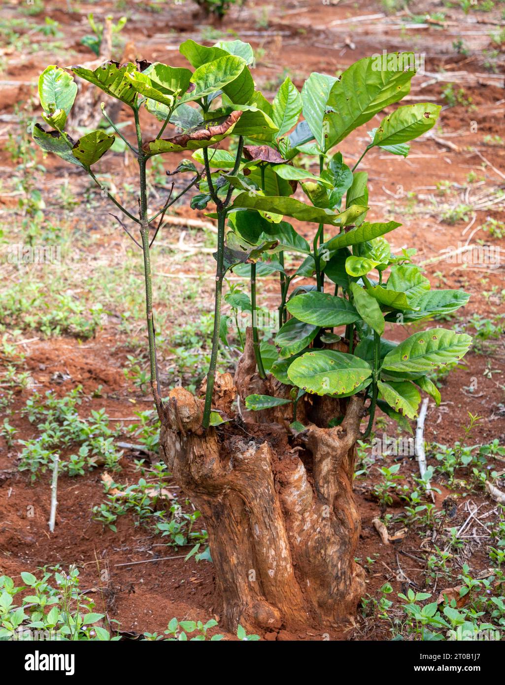 Small areas of the coffee farmland are cleared,old plants burned,and ...