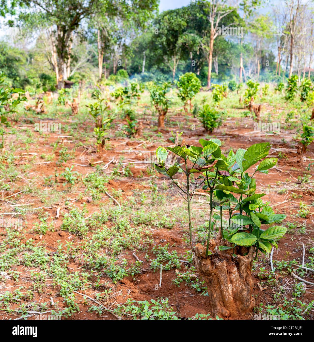 Small areas of the coffee farmland are cleared,old plants burned,and ...