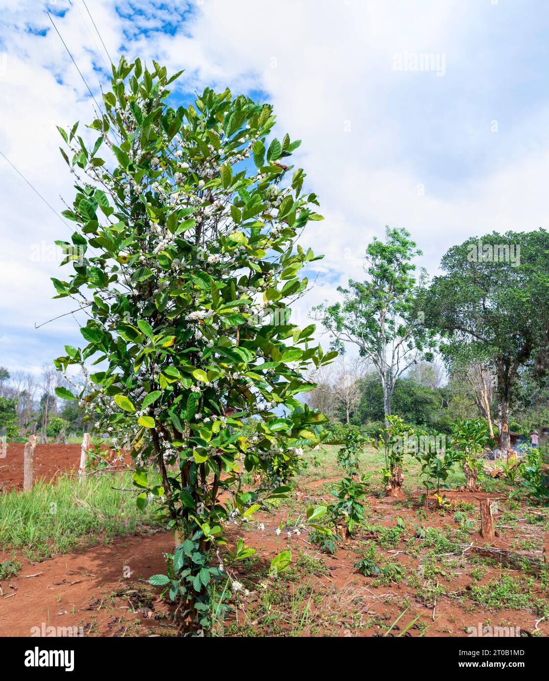 On the land of a smallholding and coffee grower's farm,in the provinces ...