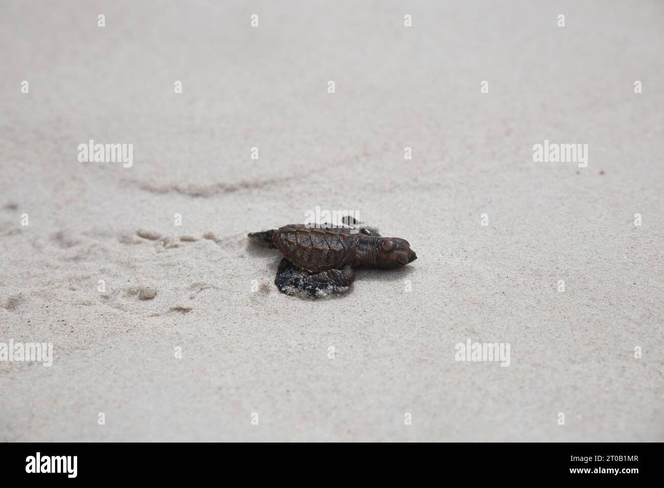 Baby sea turtle seychelles hi-res stock photography and images - Alamy