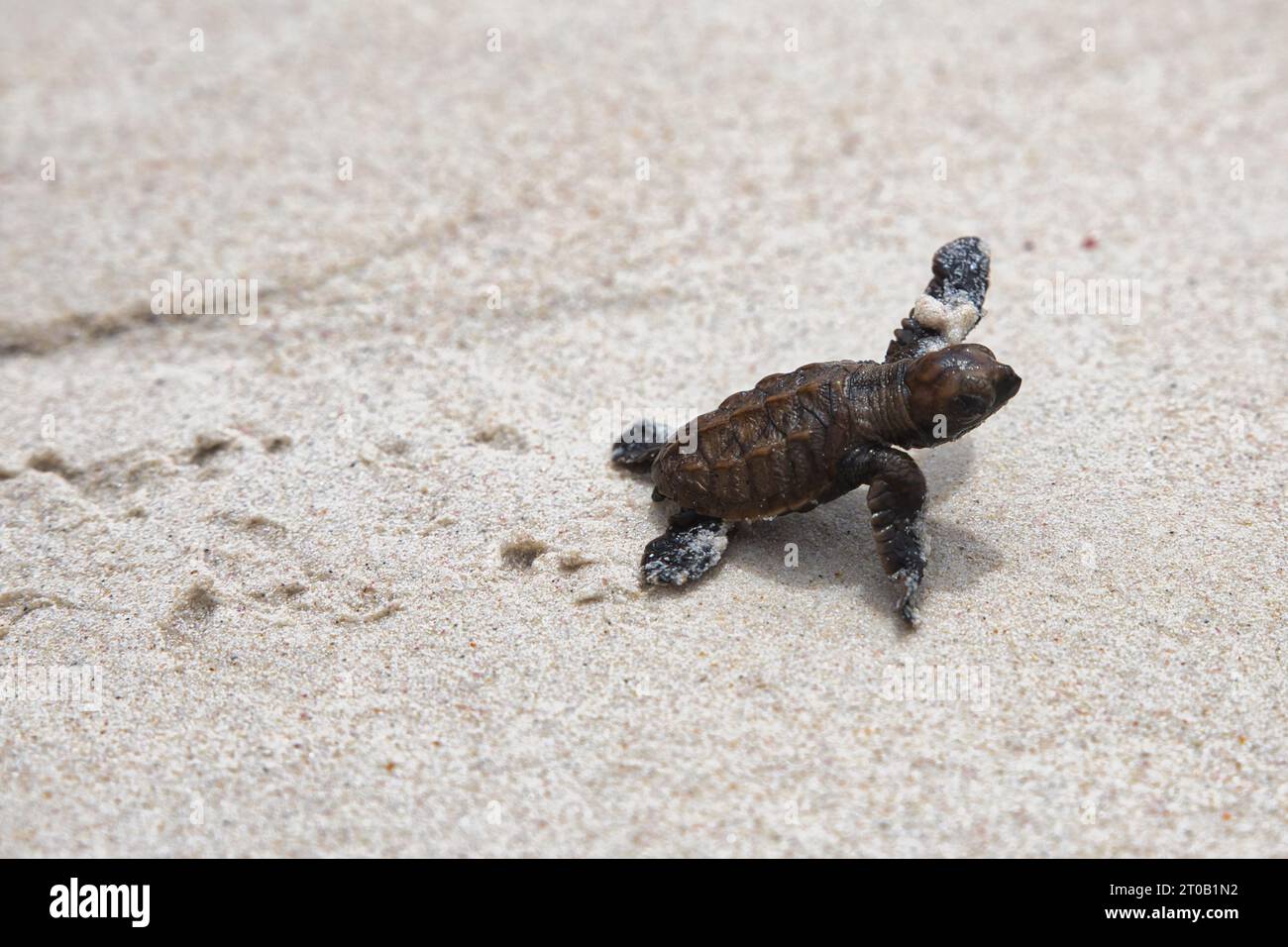Baby sea turtle hi-res stock photography and images - Alamy